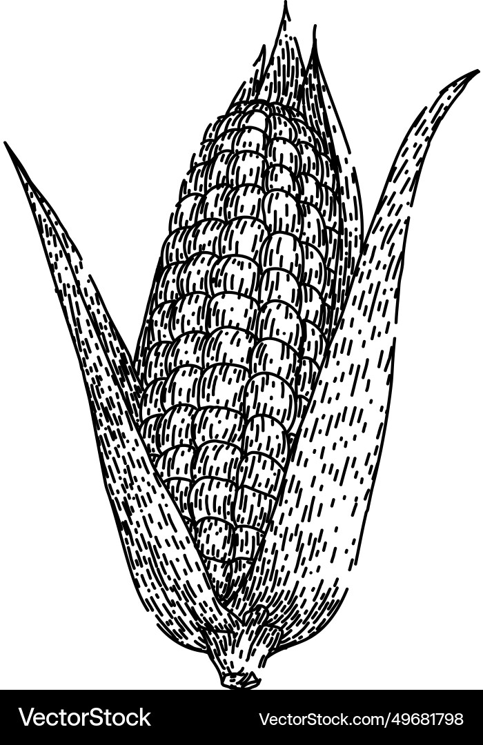 Fresh corn sketch hand drawn Royalty Free Vector Image