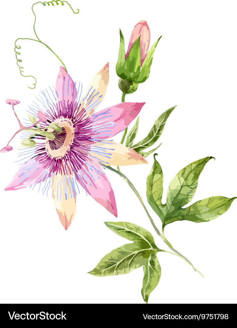 Watercolor passion flower Royalty Free Vector Image