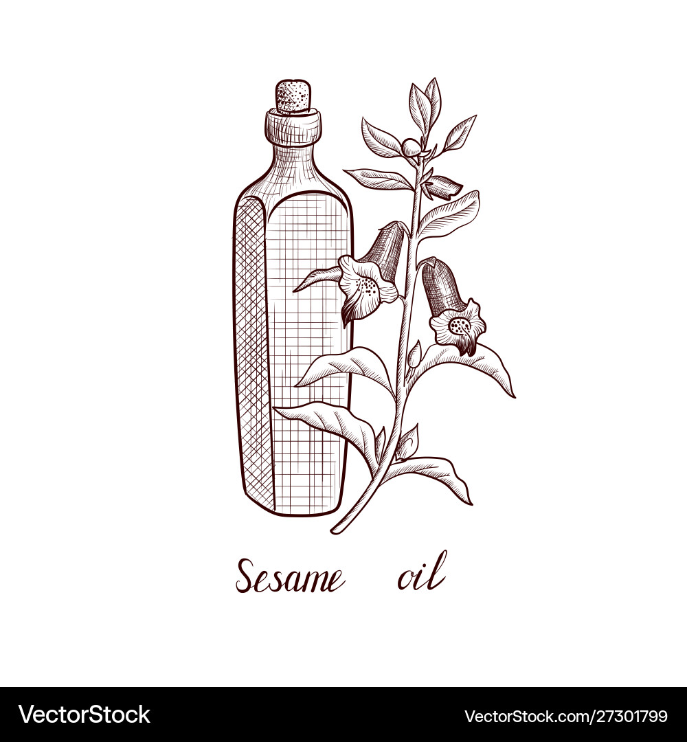 Drawing sesame oil Royalty Free Vector Image - VectorStock