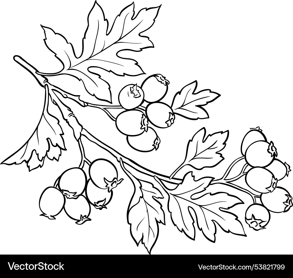 Hawthorn branch isolated outline Royalty Free Vector Image