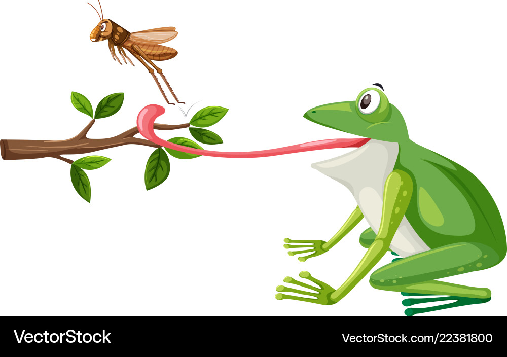 A frog try to eat grasshopper Royalty Free Vector Image