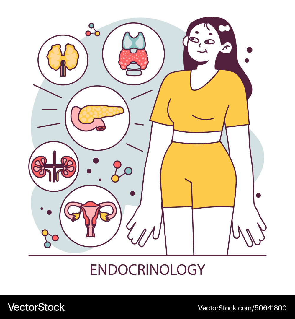Endocrinology endocrine system organs pancreas Vector Image