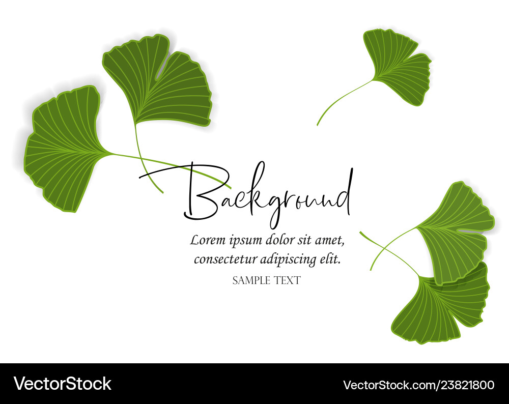 Ginkgo biloba leaves Royalty Free Vector Image