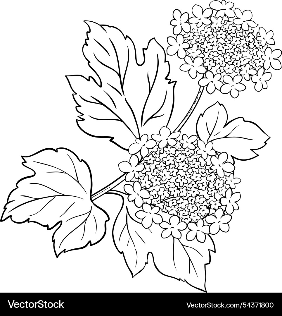 Guelder rose branch colored outline Royalty Free Vector