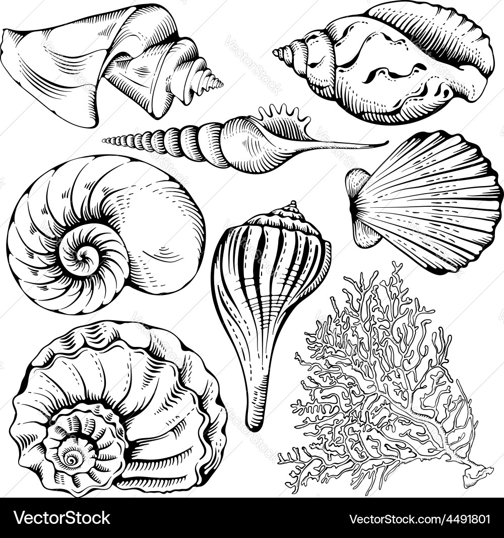 Shell set Royalty Free Vector Image - VectorStock