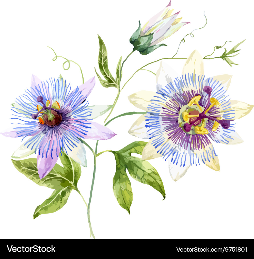 Watercolor passion flower Royalty Free Vector Image