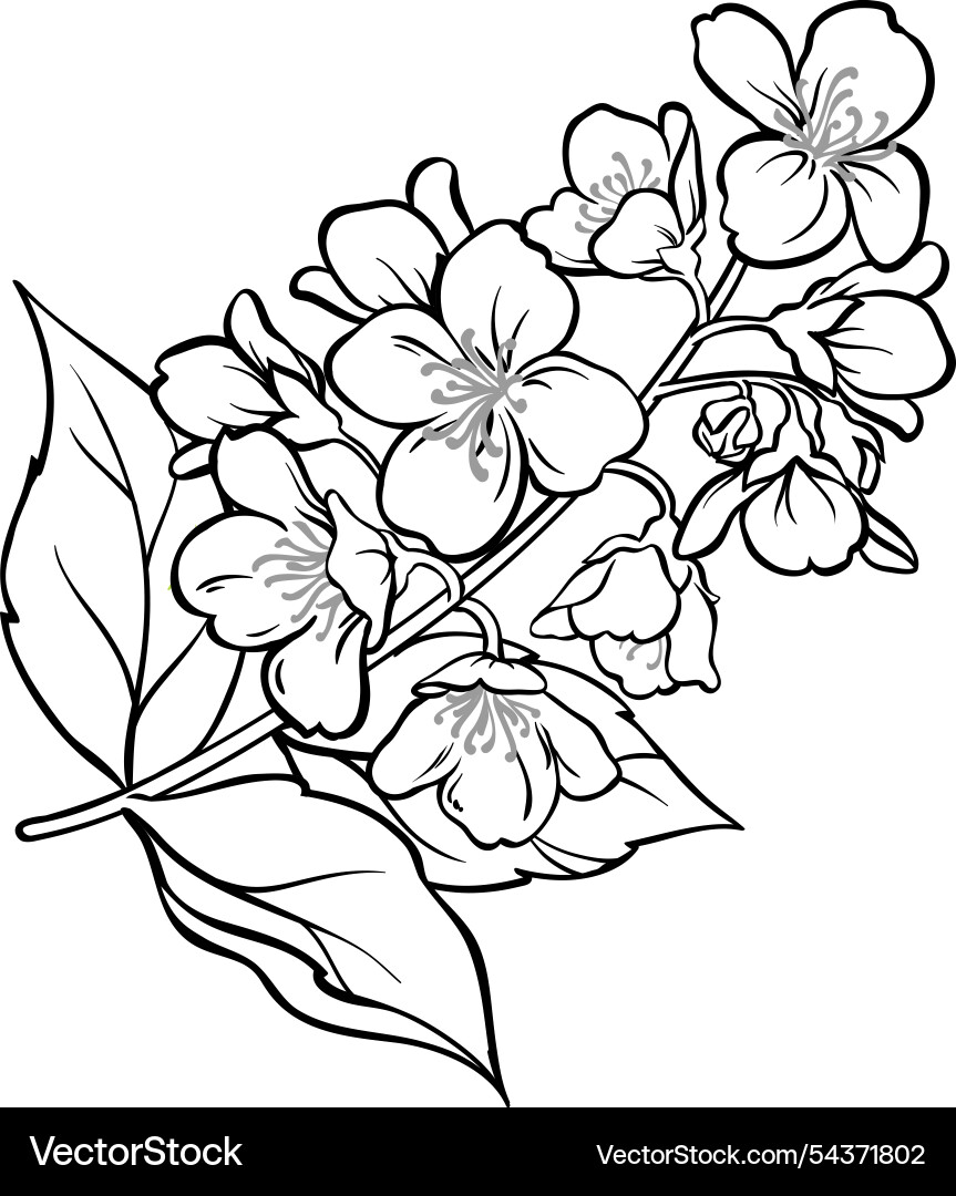 Jasmine branch with flowers outline Royalty Free Vector