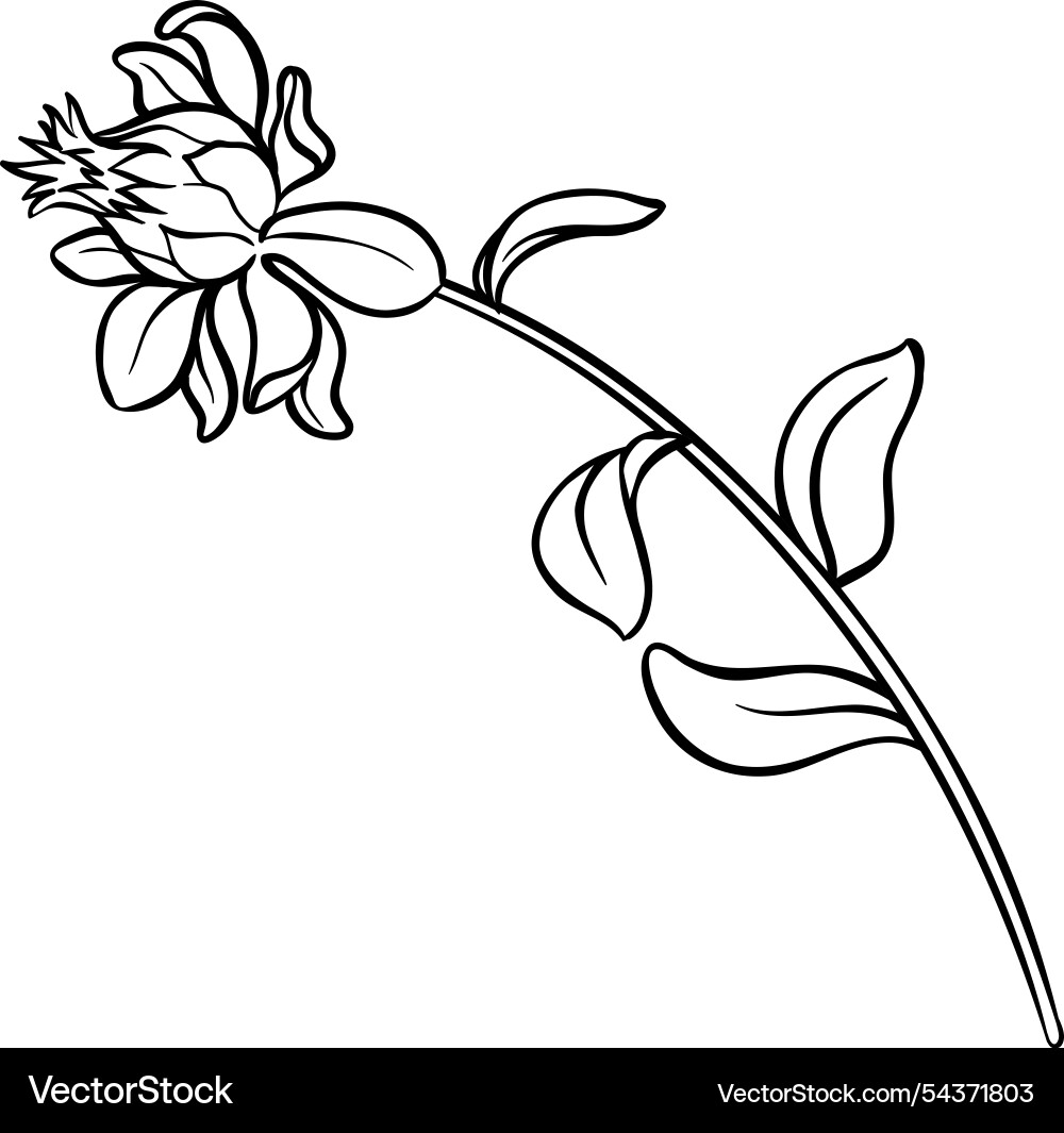 Safflower plant with flower outline Royalty Free Vector