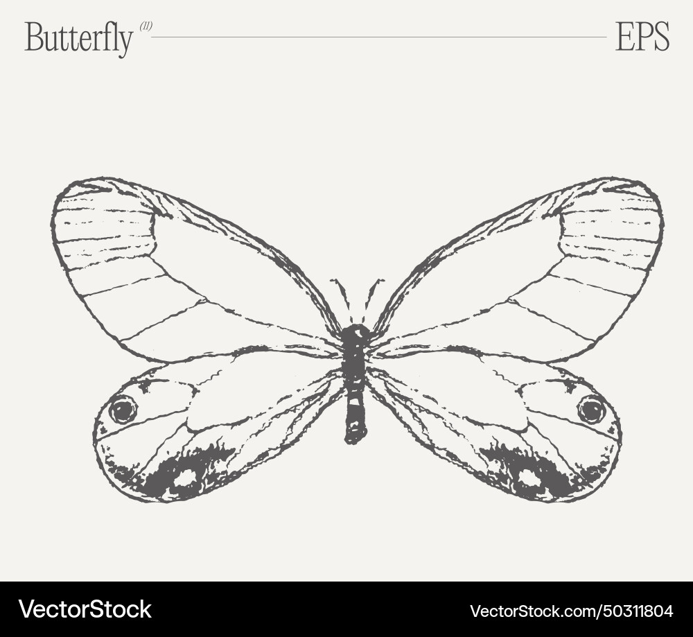 Hand drawn butterfly Royalty Free Vector Image