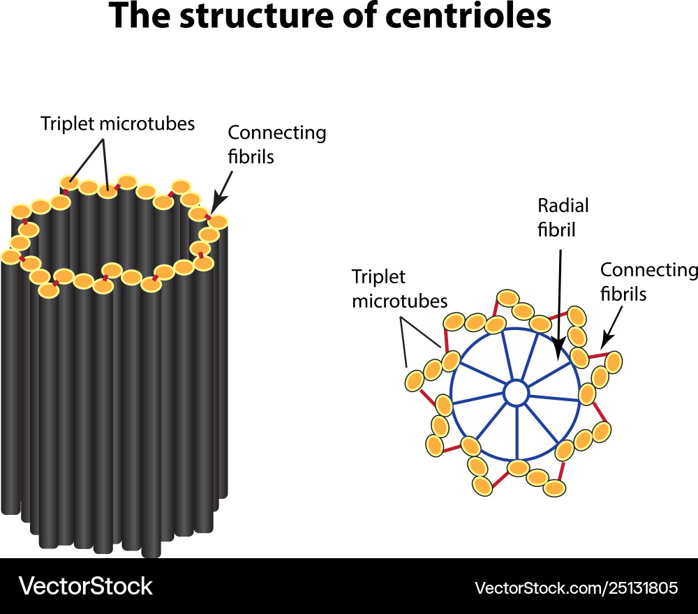 Structure centrioles infographics Royalty Free Vector Image
