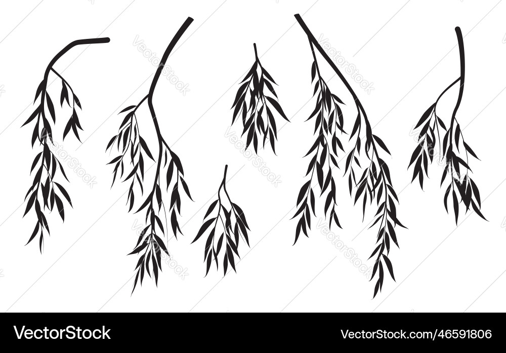Silhouettes of weeping willow branches with leaves