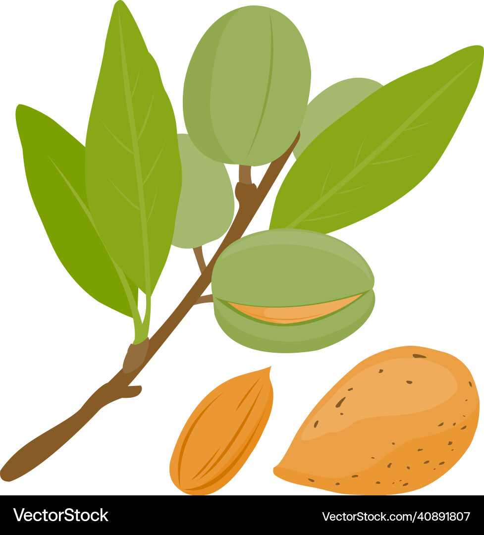 Almond tree branch with fruits and nuts Royalty Free Vector