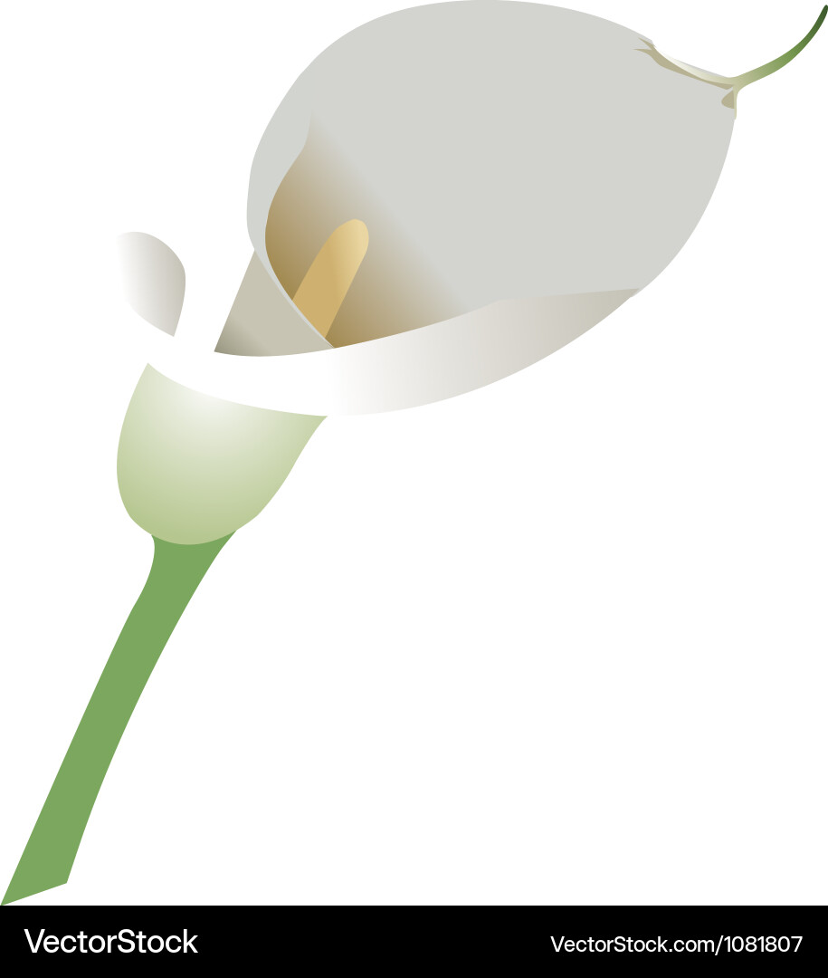 Calla Royalty Free Vector Image - VectorStock