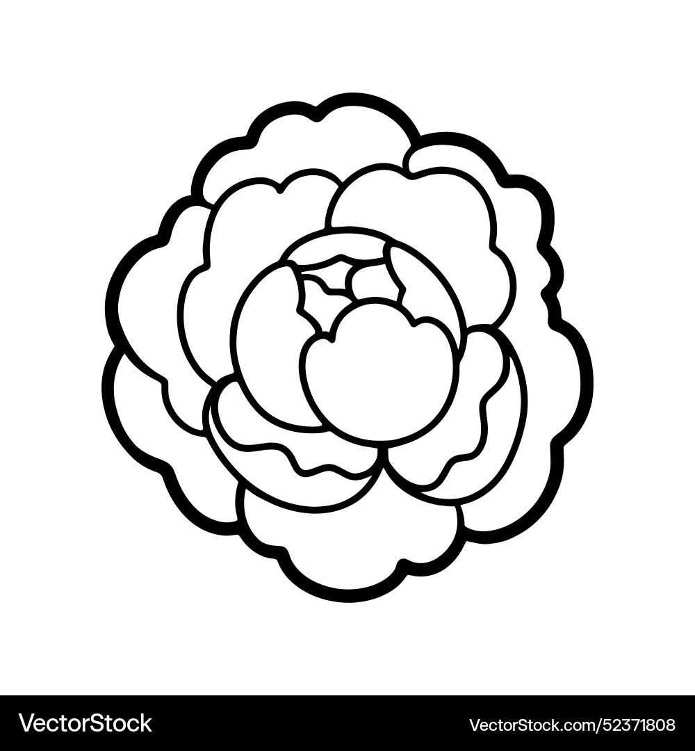 Peony linear contour flower Royalty Free Vector Image
