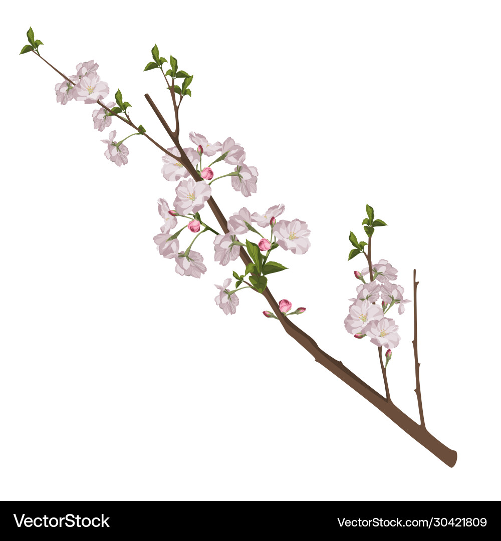 Horizontal branch cherry apple blossoms Royalty Free Vector