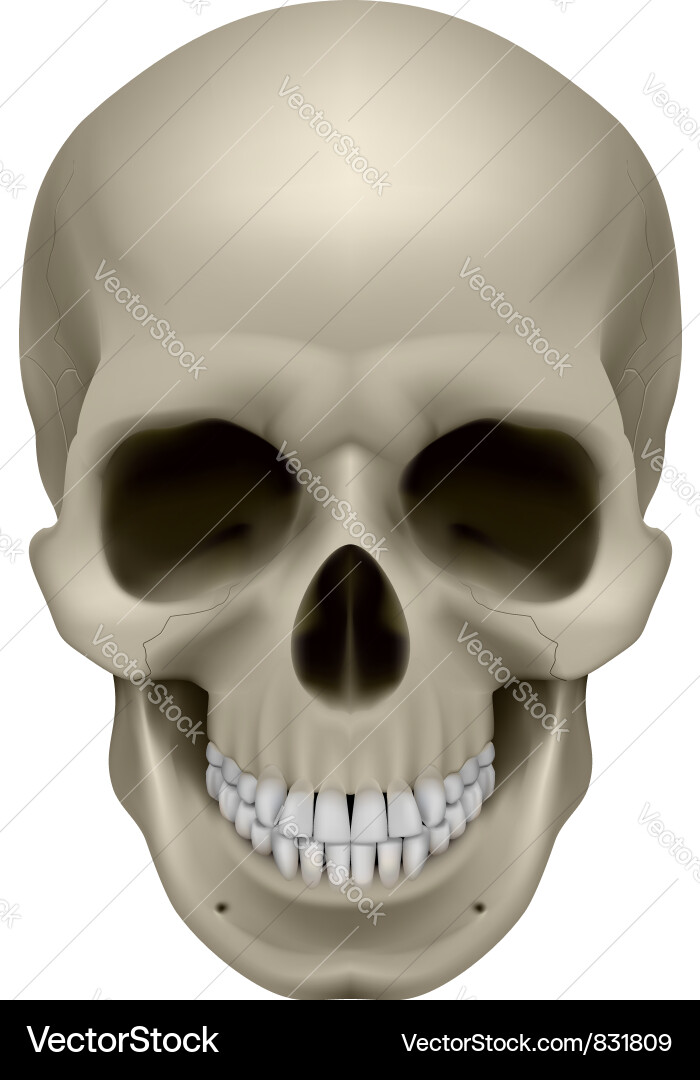 Human skull front view digital on white Royalty Free Vector