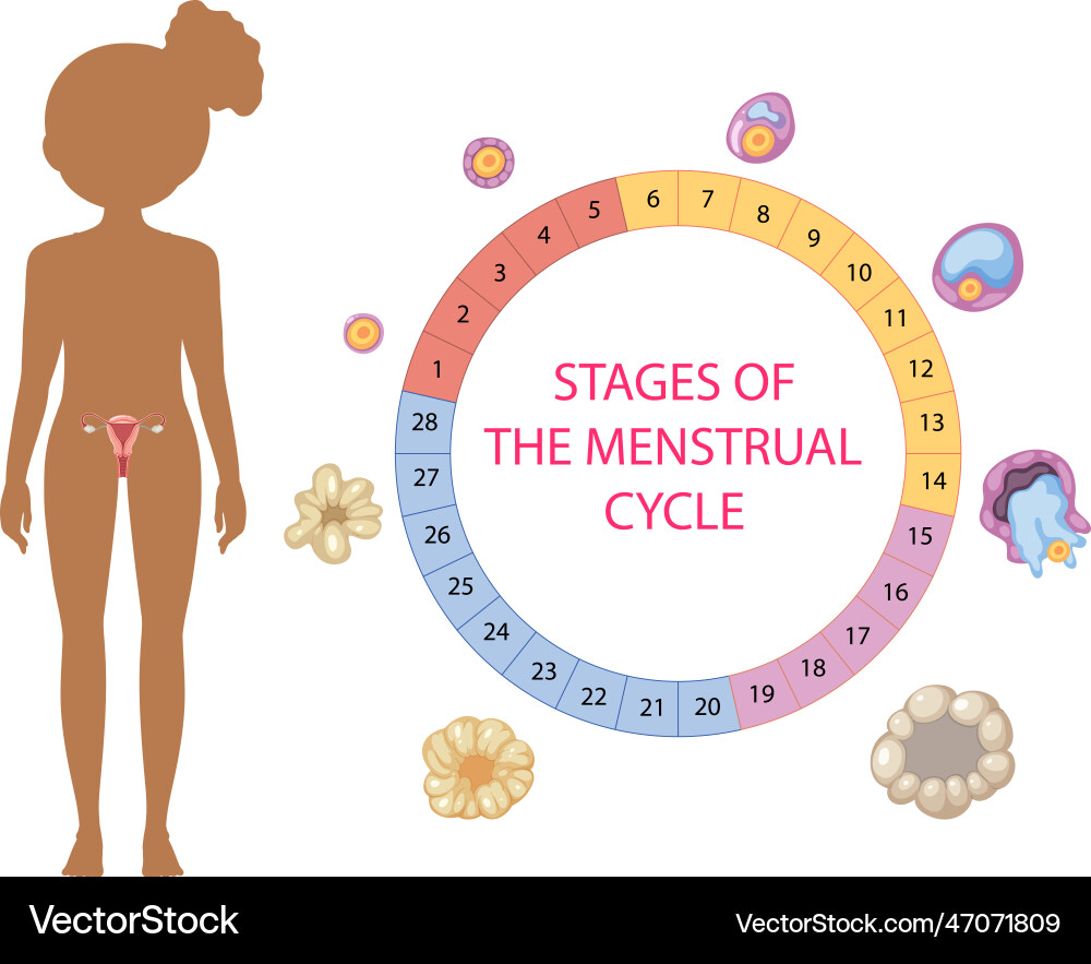 Stages of the menstrual cycle concept Royalty Free Vector