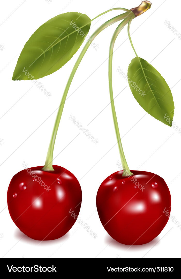 Two cherries Royalty Free Vector Image - VectorStock