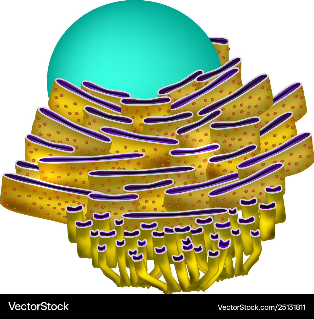 Endoplasmic Reticulum Structure Cell Organelles: AP® Biology Crash