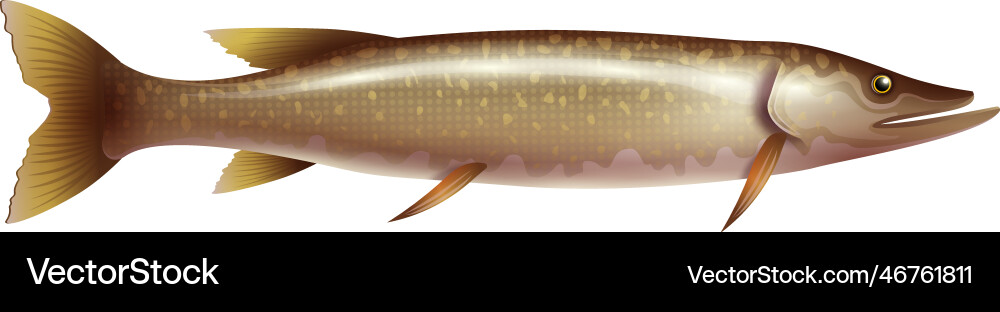 Realistic pike Royalty Free Vector Image - VectorStock
