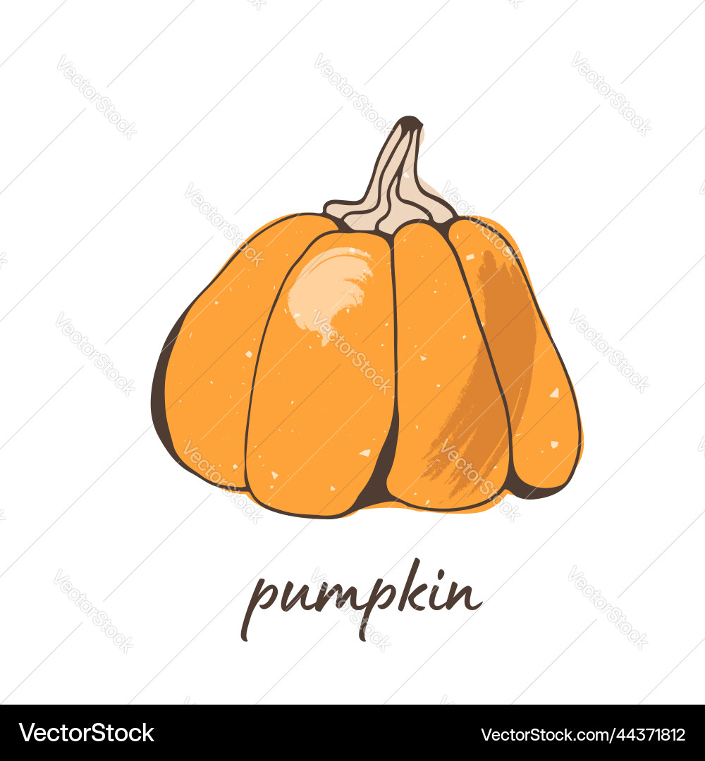 Pumpkin hand drawn Royalty Free Vector Image - VectorStock