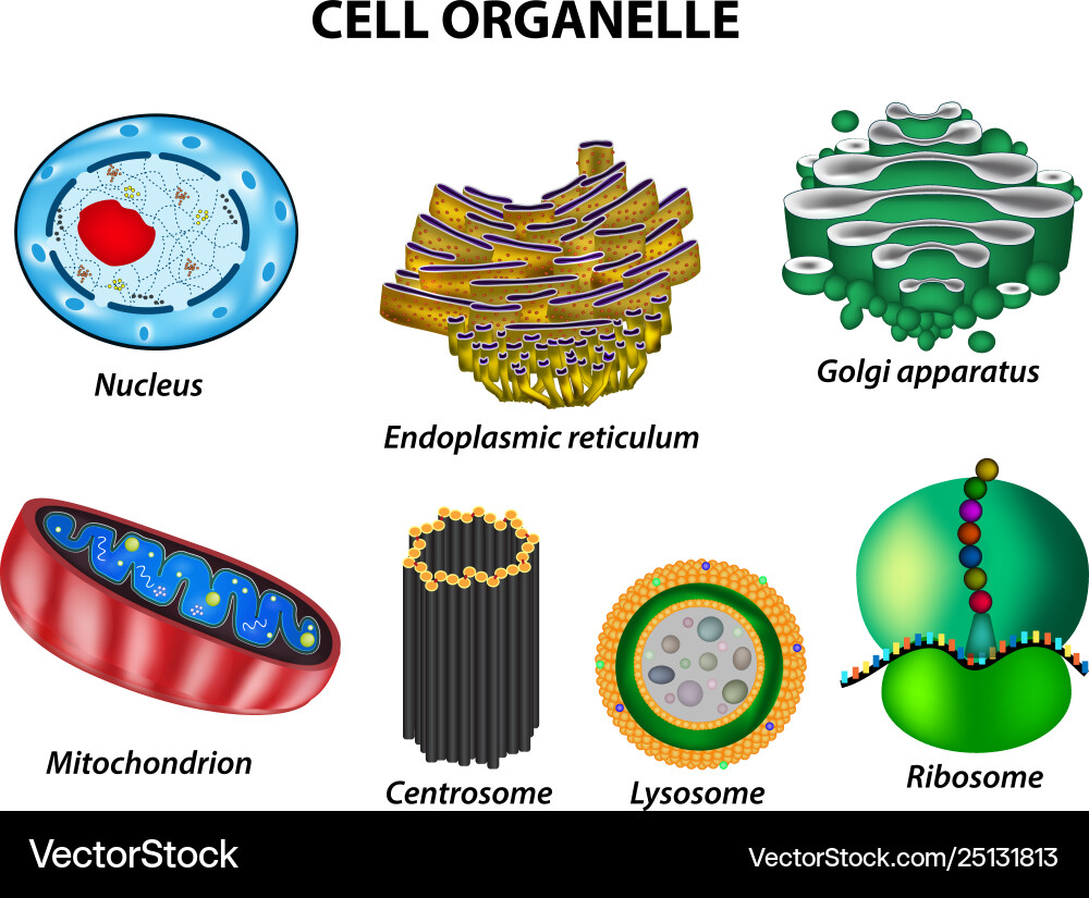 Cell Organelles: Nucleus, ER, Golgi, Mitochondria Vector Image