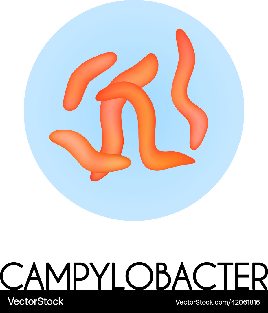 Realistic bacteria Royalty Free Vector Image - VectorStock