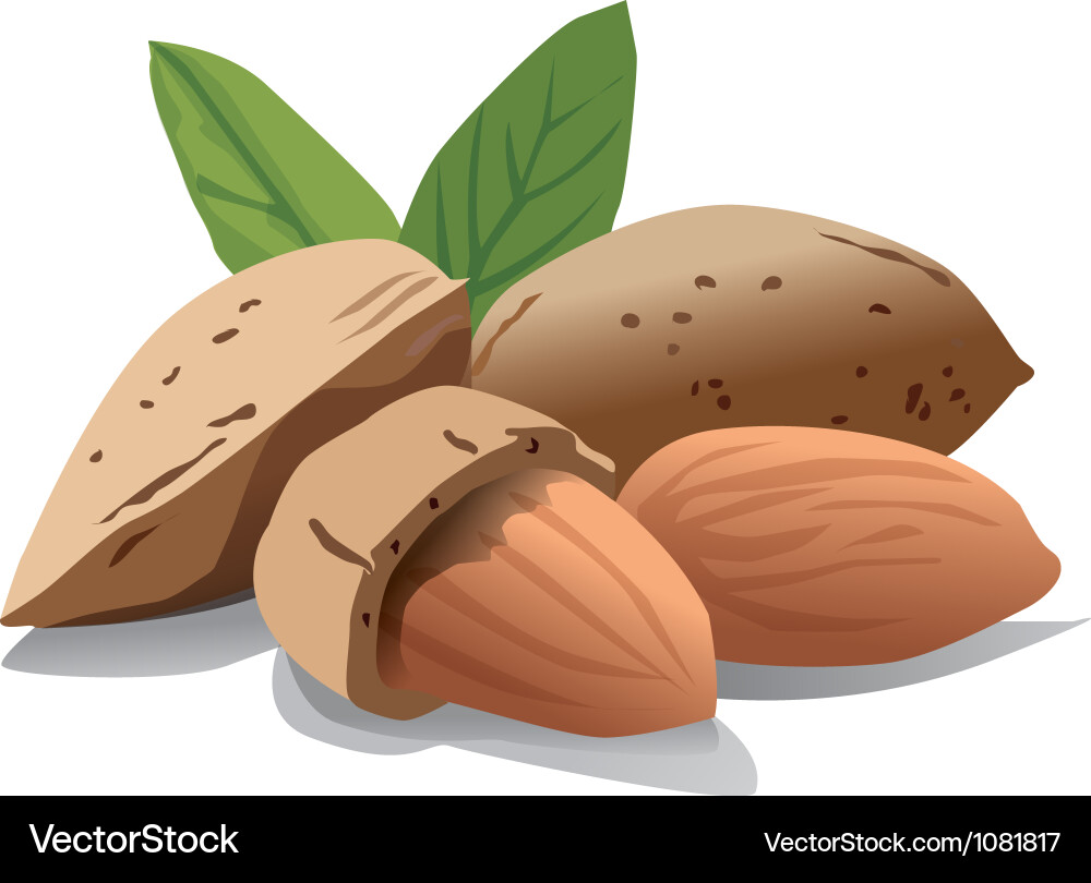 Almonds Royalty Free Vector Image - VectorStock