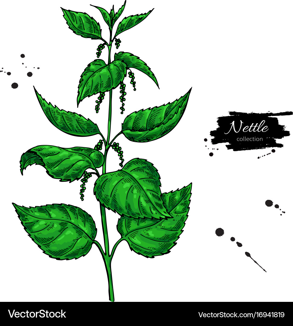 Drawing Nettle Botanical Vector Images (over 150)