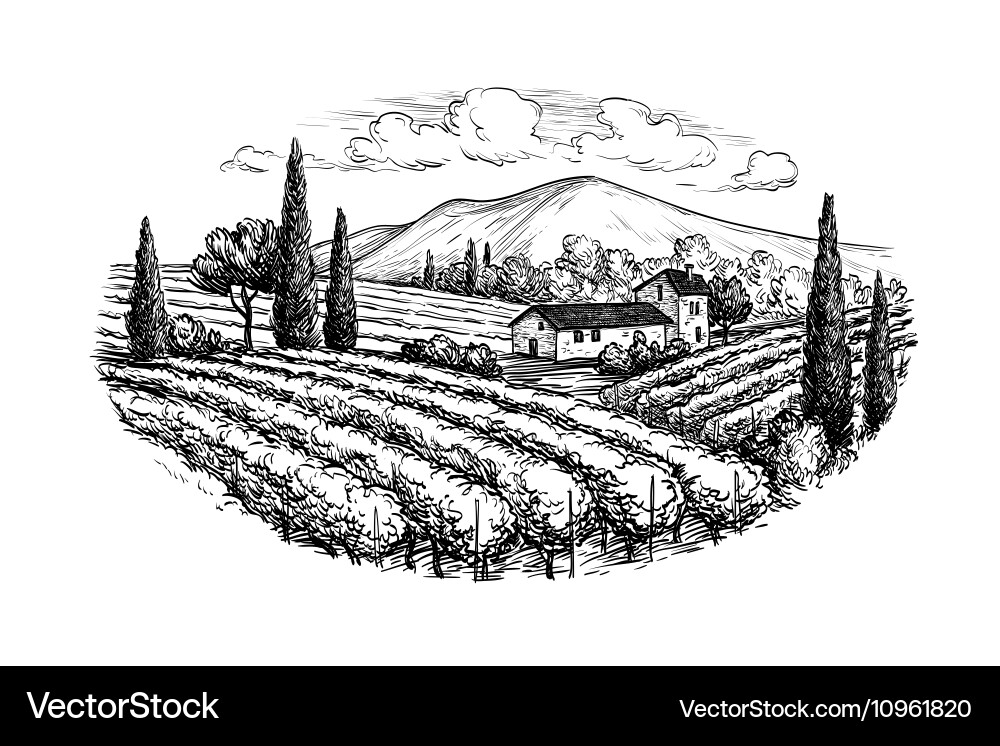 Hand drawn vineyard landscape Royalty Free Vector Image