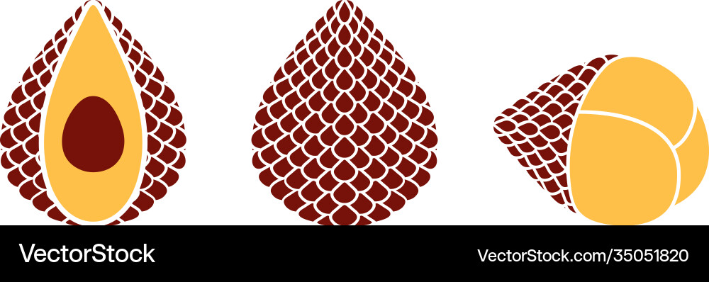 Salak Royalty Free Vector Image - VectorStock