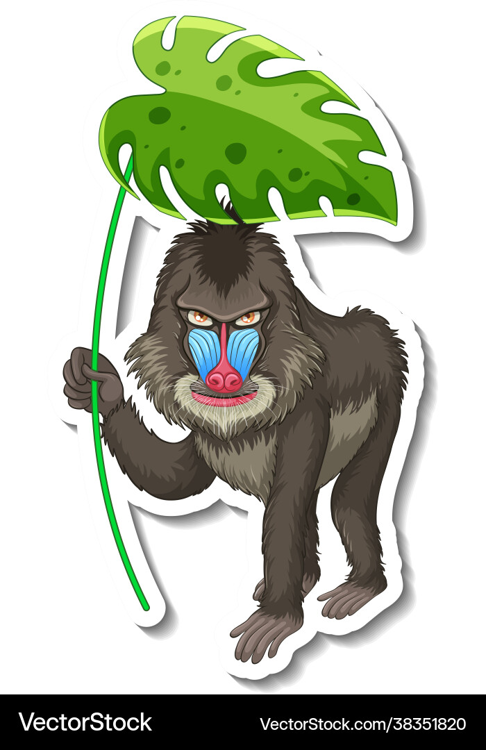 Sticker template with a mandrill holding leaf Vector Image