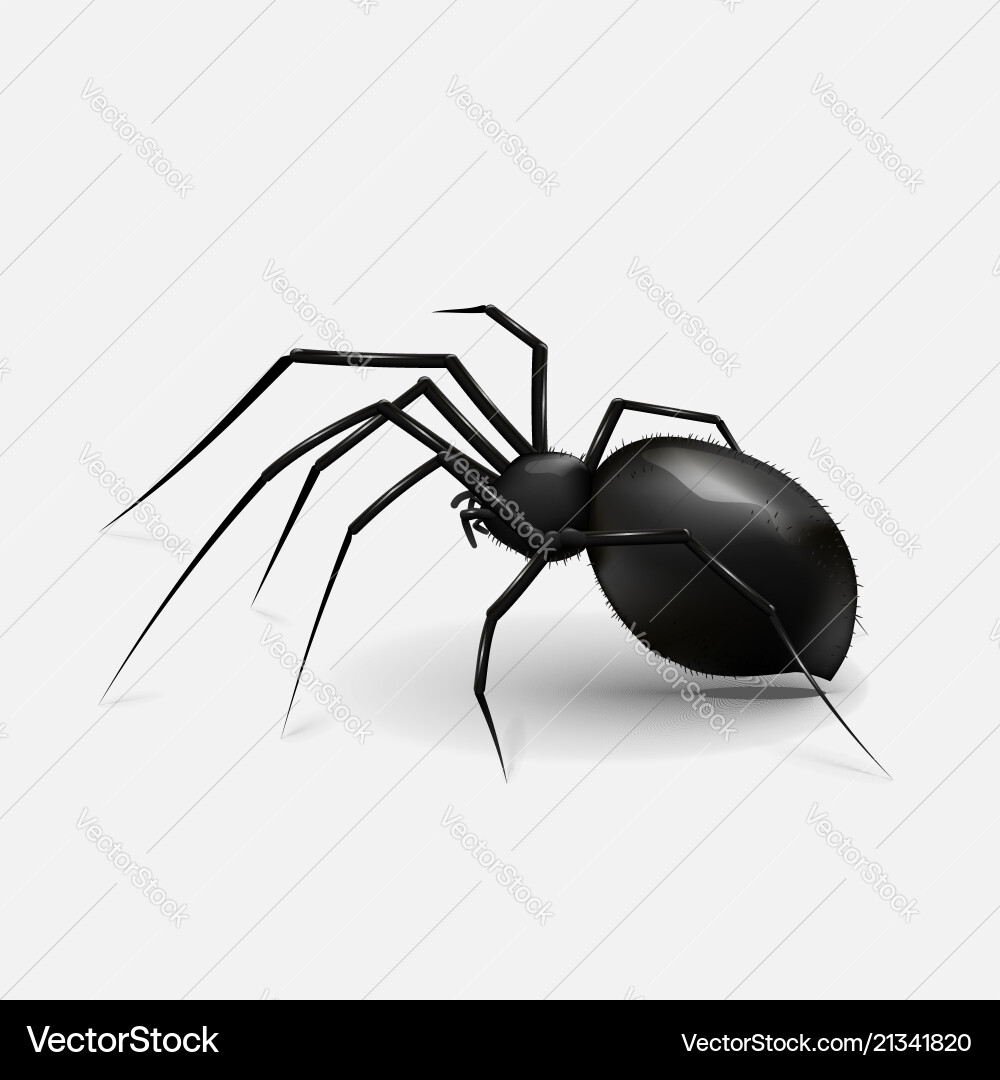 Stock realistic black spider Royalty Free Vector Image