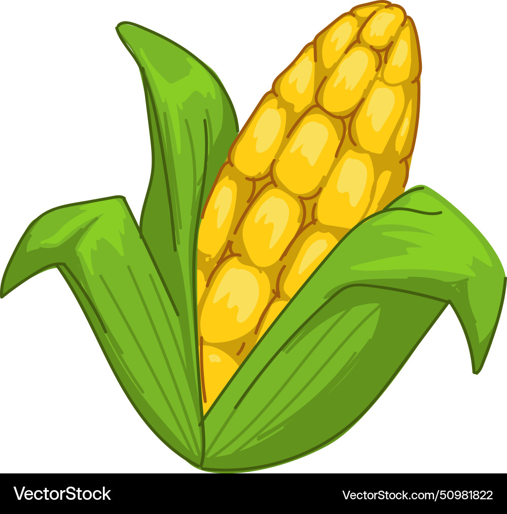 Corn crops sweet maze product grain vegetable Vector Image