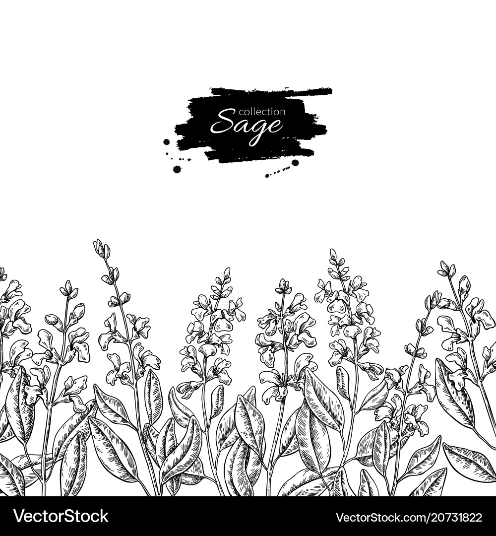 Sage Vector Images (over 8,100)