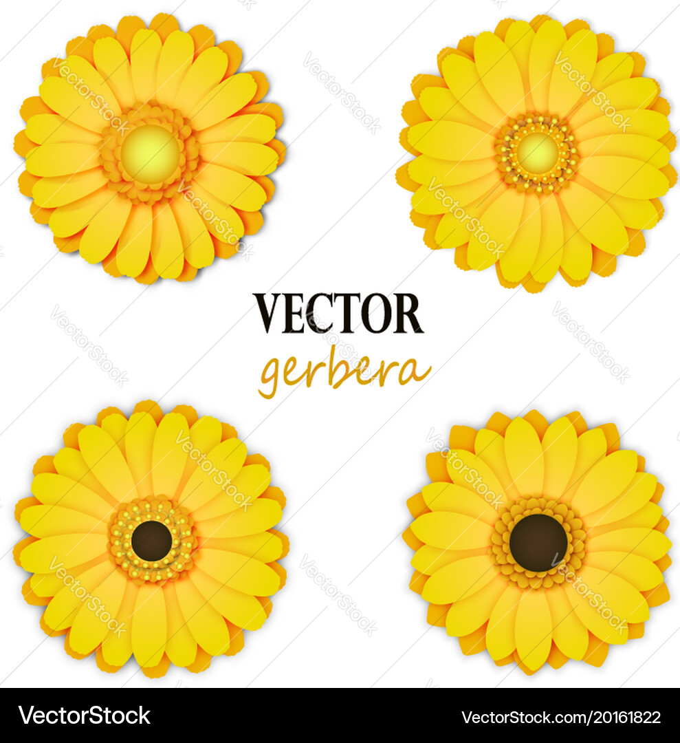 Yellow gerbera collection Royalty Free Vector Image
