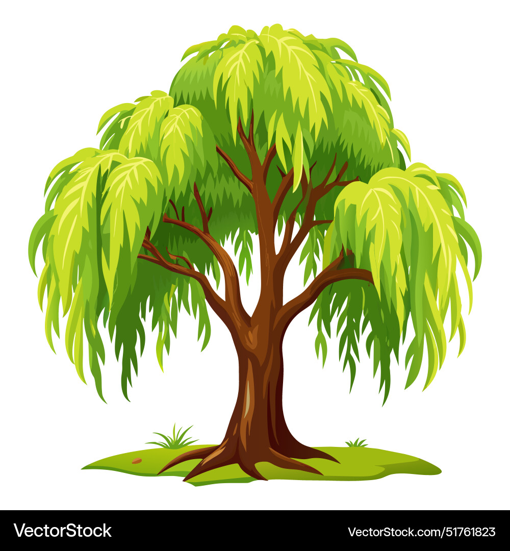 Willow tree isolated flat Royalty Free Vector Image
