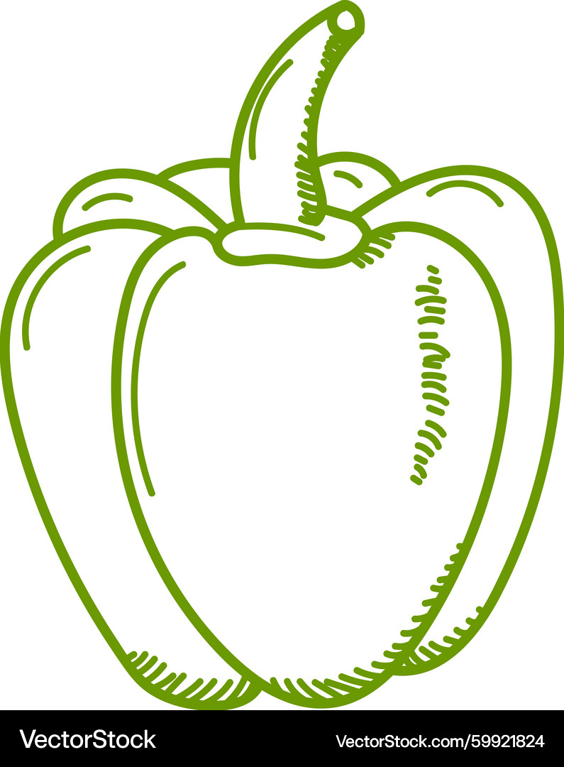 Bell pepper line drawing Royalty Free Vector Image