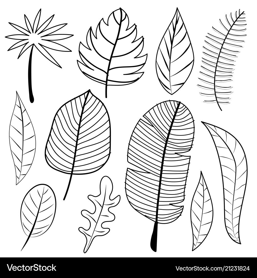 Leaves doodle set Royalty Free Vector Image - VectorStock