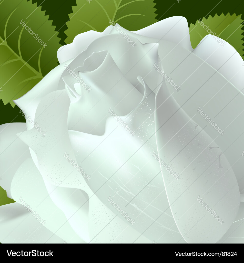 Rose Royalty Free Vector Image - VectorStock