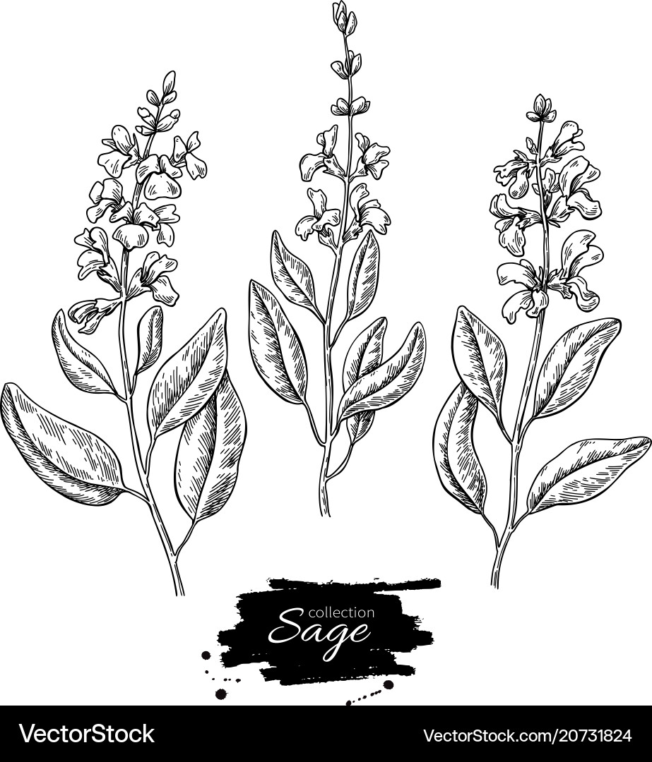 Sage drawing set isolated plant Royalty Free Vector Image