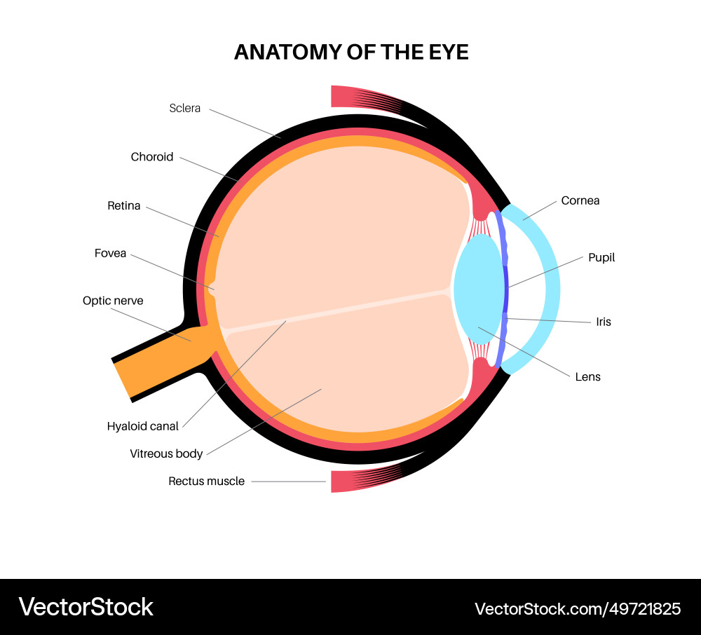Eye anatomy poster Royalty Free Vector Image - VectorStock