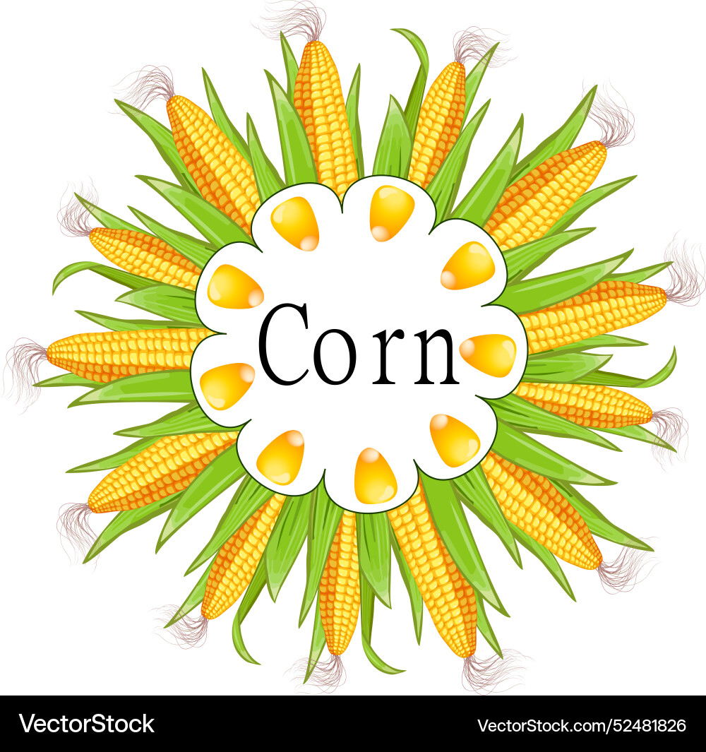 Banner with corn and text Royalty Free Vector Image