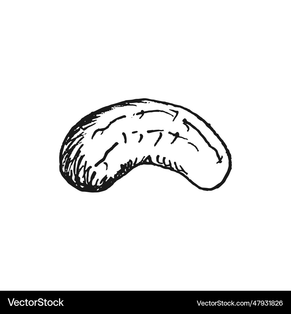 Cashew nut hand drawn Royalty Free Vector Image