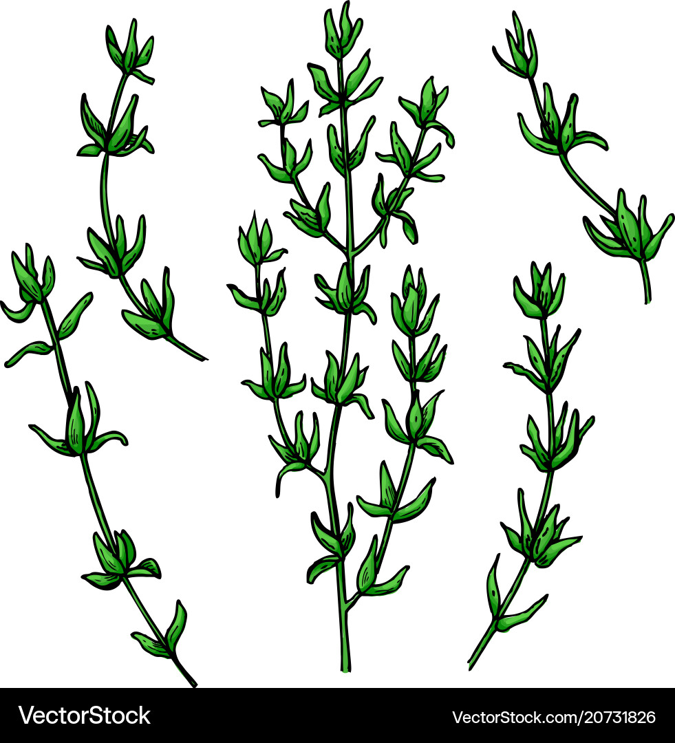Thyme drawing isolated plant Royalty Free Vector Image