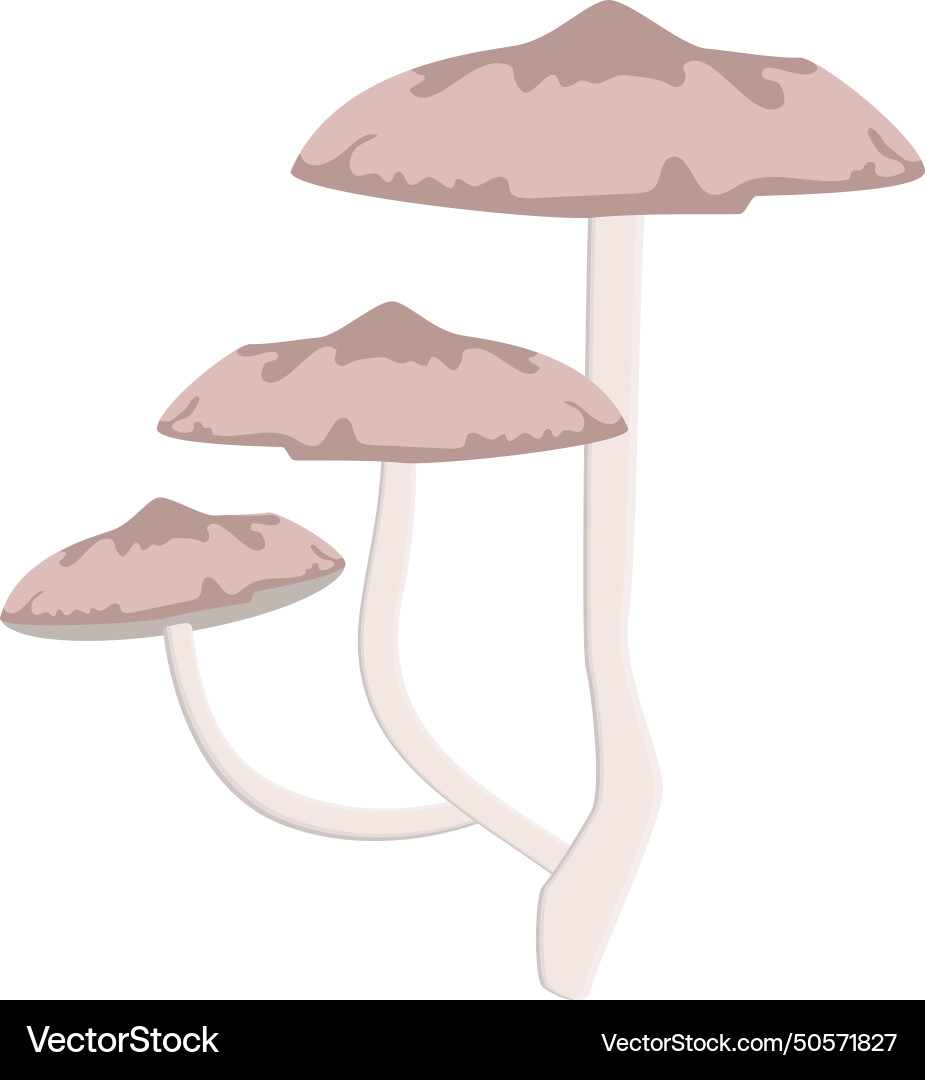 Colored realistic mushroom Royalty Free Vector Image