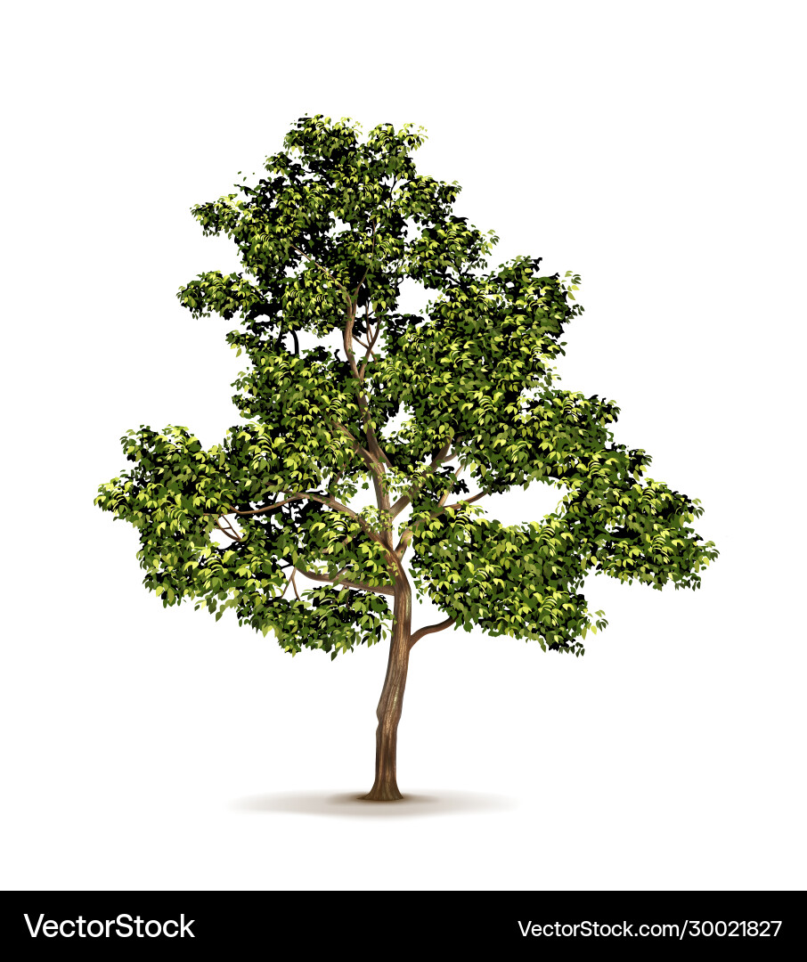 Green tree Royalty Free Vector Image - VectorStock