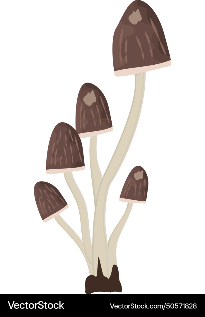 Colored realistic mushroom Royalty Free Vector Image
