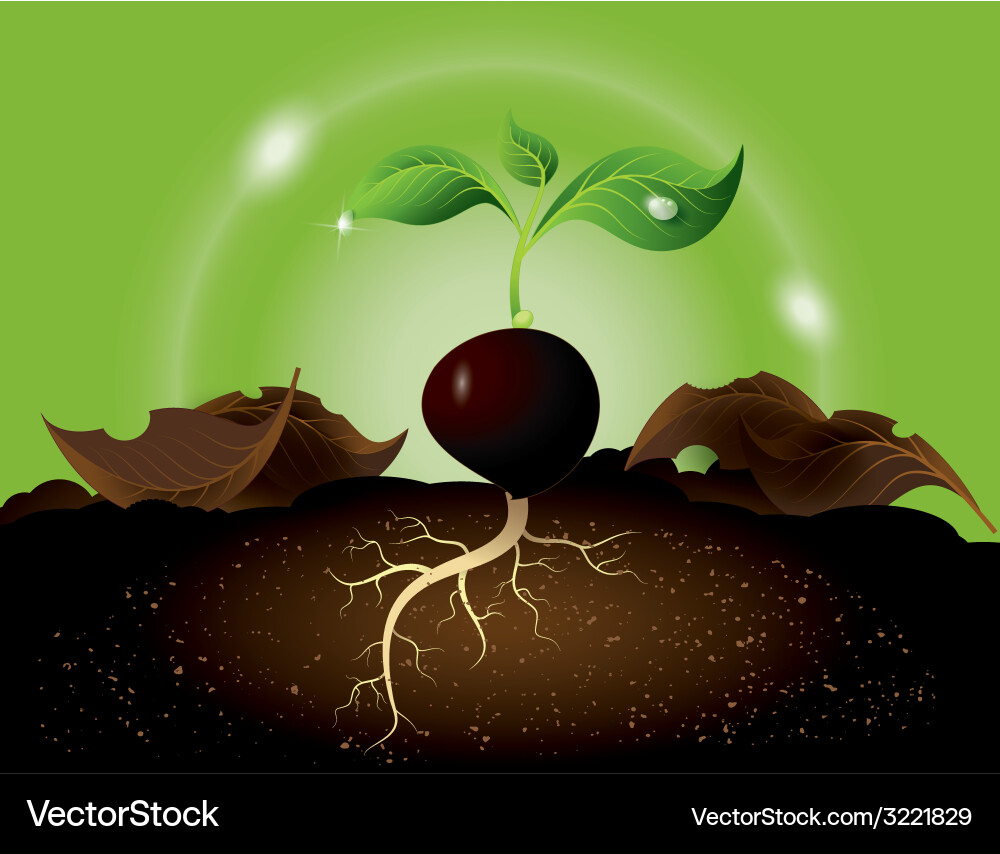Green sprout growing from seed Royalty Free Vector Image