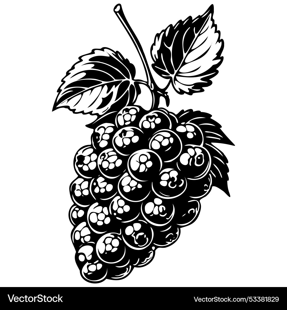 Ink black raspberry hand drawn fruit Royalty Free Vector